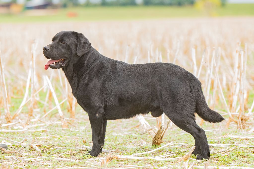 Accueil - Elevage du Feeling de Nolister - eleveur de chiens Labrador ...